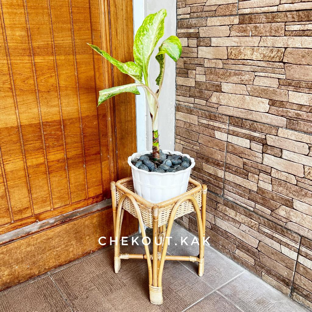 Jual standing pot rotan/ pot rotan aesthetic/ cover pot minimalis ...