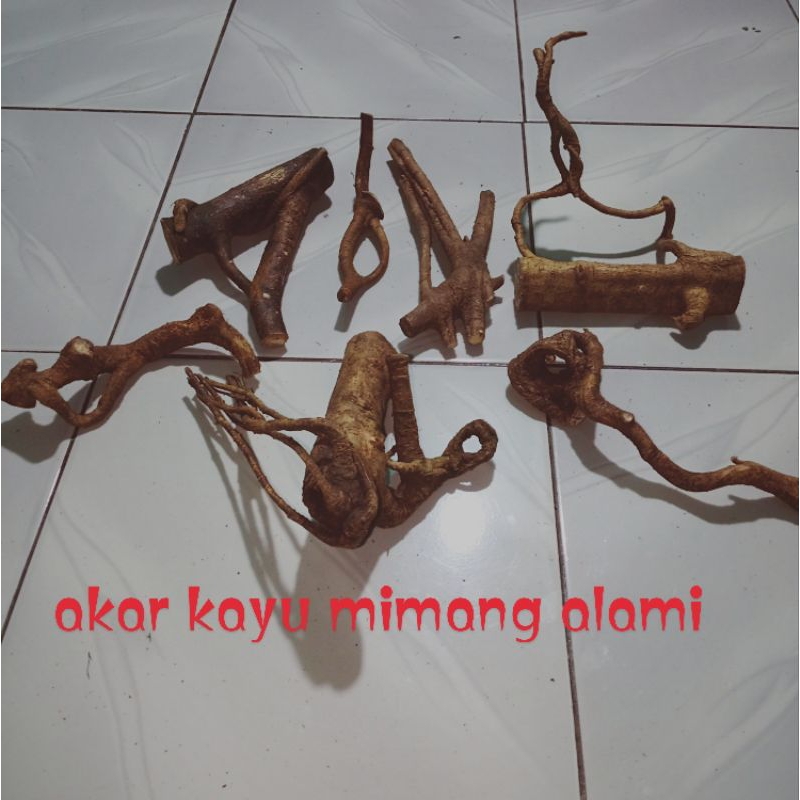 Jual kayu akar mimang asli alami alam (ber variasi)ukuran dan bentuk ...