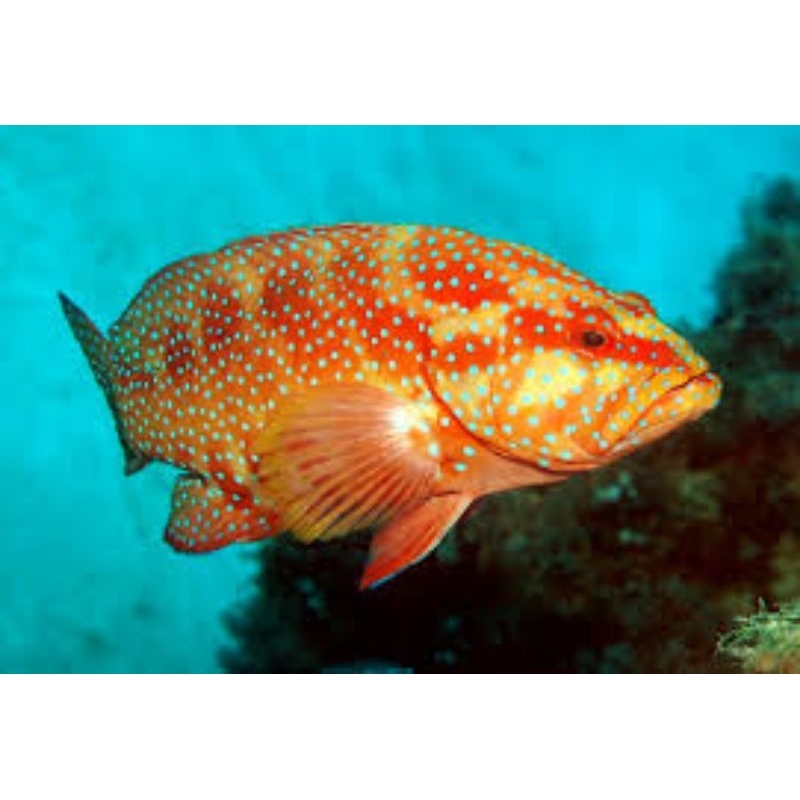 Jual Ikan Hias Laut Kerapu Sunu Kerapu Lodi Kerapu Merah | Shopee Indonesia