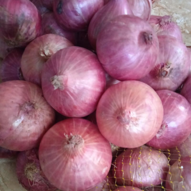 Jual Bawang merah india ukuran KECIL MINI | Shopee Indonesia