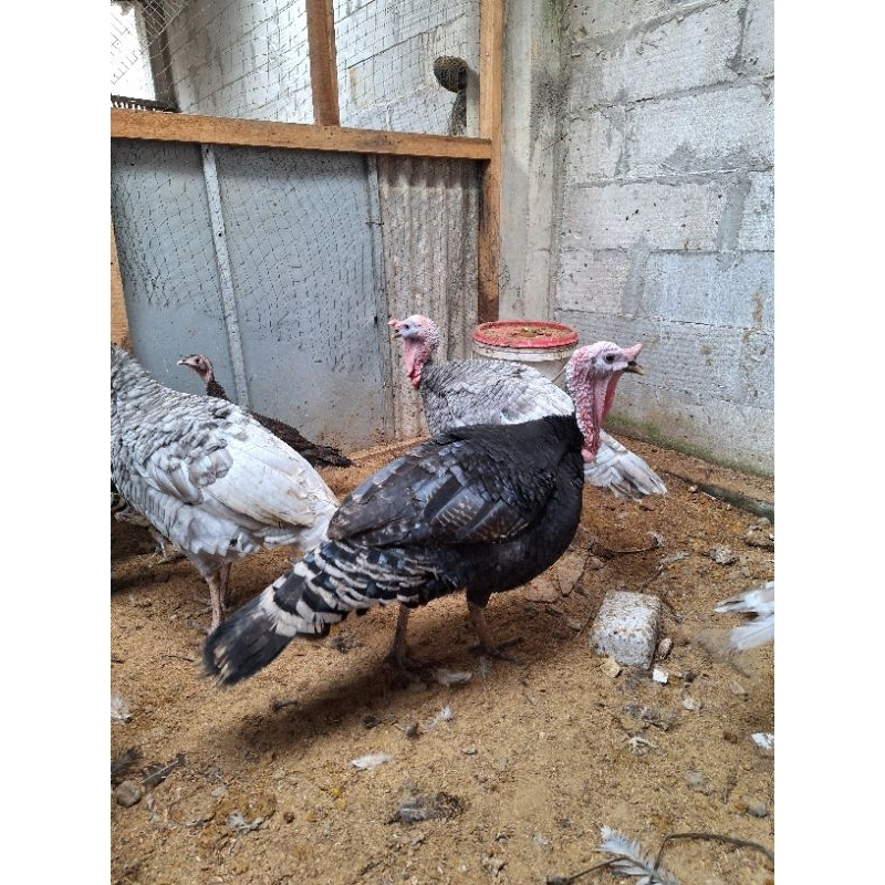 Jual ayam kalkun siap Bertelur 1 tahun dan remaja 5 bulan sehat sehat ...