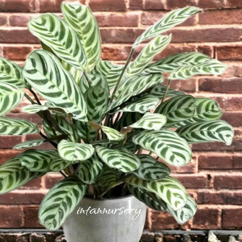 Jual Tanaman Hias Calathea Stromata - Calathea Maranta Peacock ...