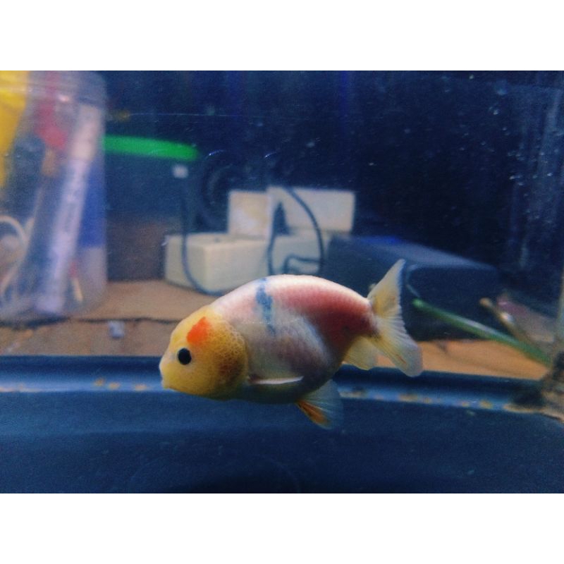 Jual ikan koki ranchu lionchu sakura | Shopee Indonesia