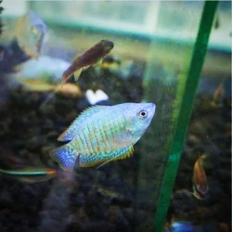 Jual sepat ralis biru, 11rb = 1 ekor. ukuran -+4cm. ikan hias aquarium ...