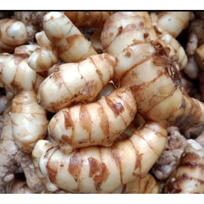 Jual TEMU PUTIH . kunyit putih PRES/ SEGAR 1000 GRAM ,HERBAL ALAMI ...