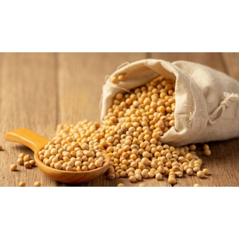 Jual 300 BUTIR BIJI/BENIH KACANG KEDELAI ANJASMORO | Shopee Indonesia