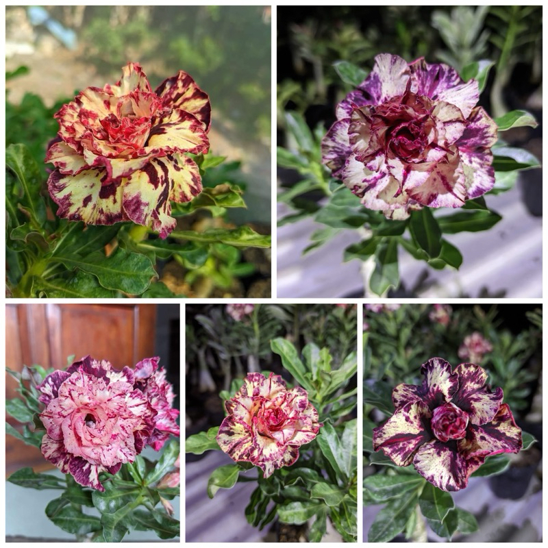 Jual Adenium bunga Tumpuk Mong cham | Shopee Indonesia