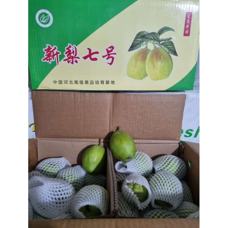 Jual Pear xiangli | Shopee Indonesia