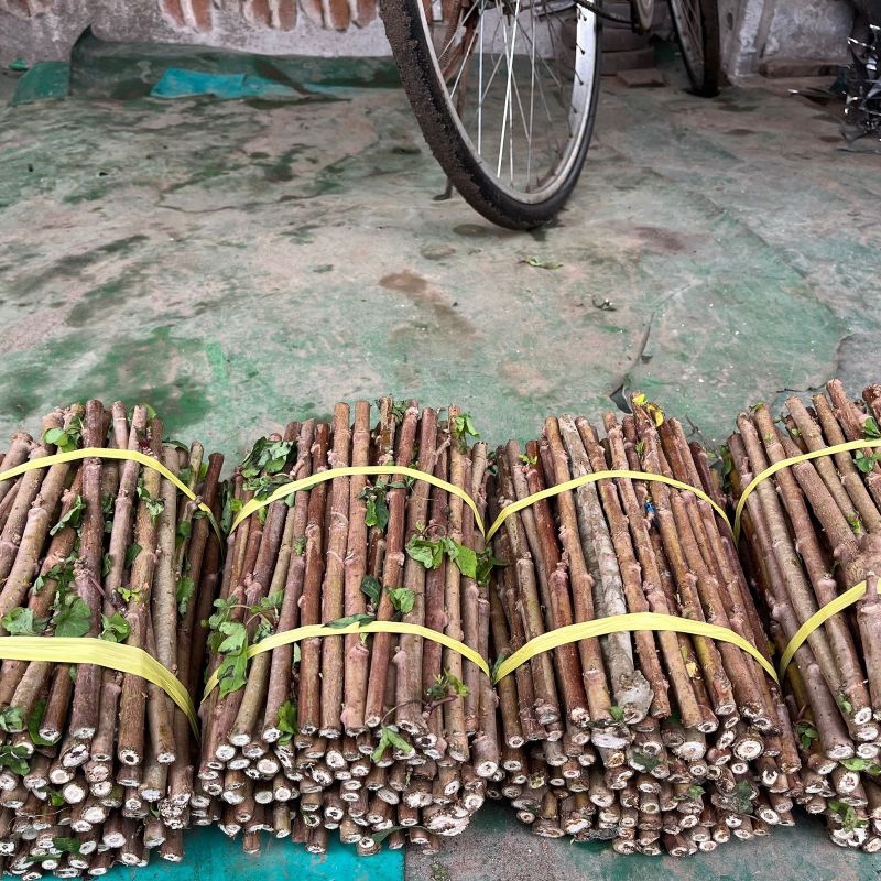 Jual bibit stek singkong papua 20cm per 10 batang | Shopee Indonesia