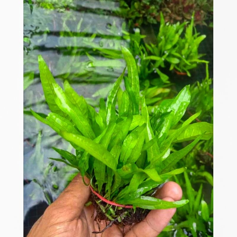 Jual Java Fern Mini - Kadaka Mini Full Air - Tanaman Aquascape/Tanaman ...