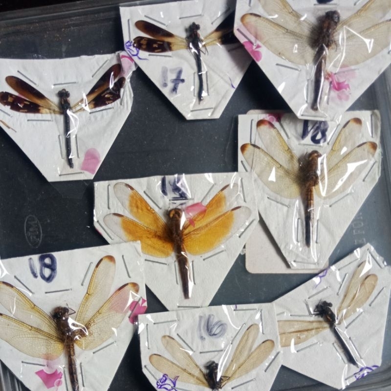 Jual taxydermi awetan serangga kumbang asli unik capung | Shopee Indonesia