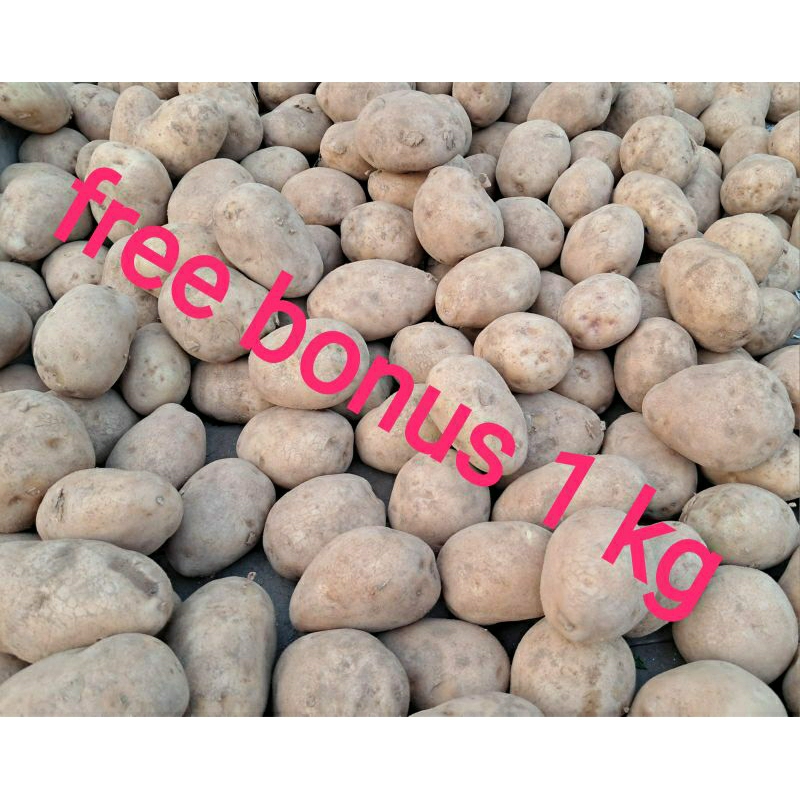 Jual kentang besar 500gr + gratis bonus | Shopee Indonesia