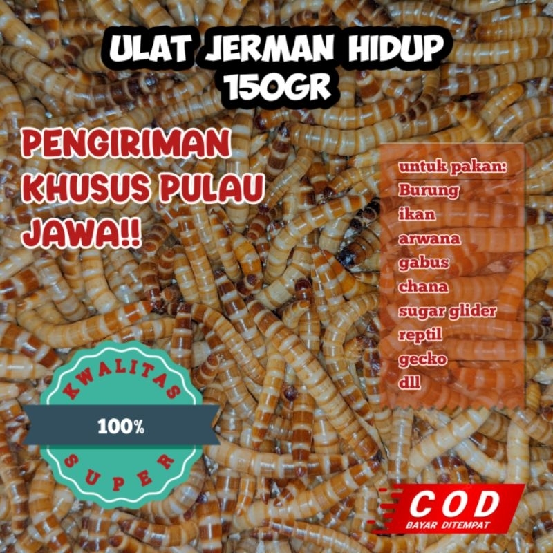 Jual ULAT JERMAN 150gr hidup,pakan burung,ayam,reptil,dll | Shopee ...