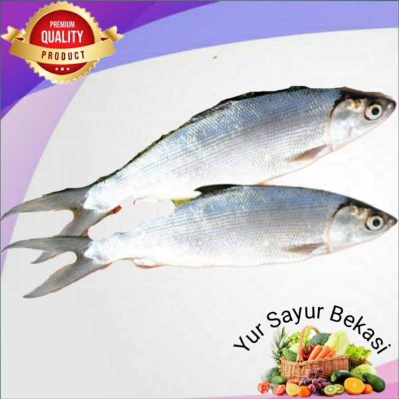 Jual Ikan Bandeng Segar 500gram | Shopee Indonesia