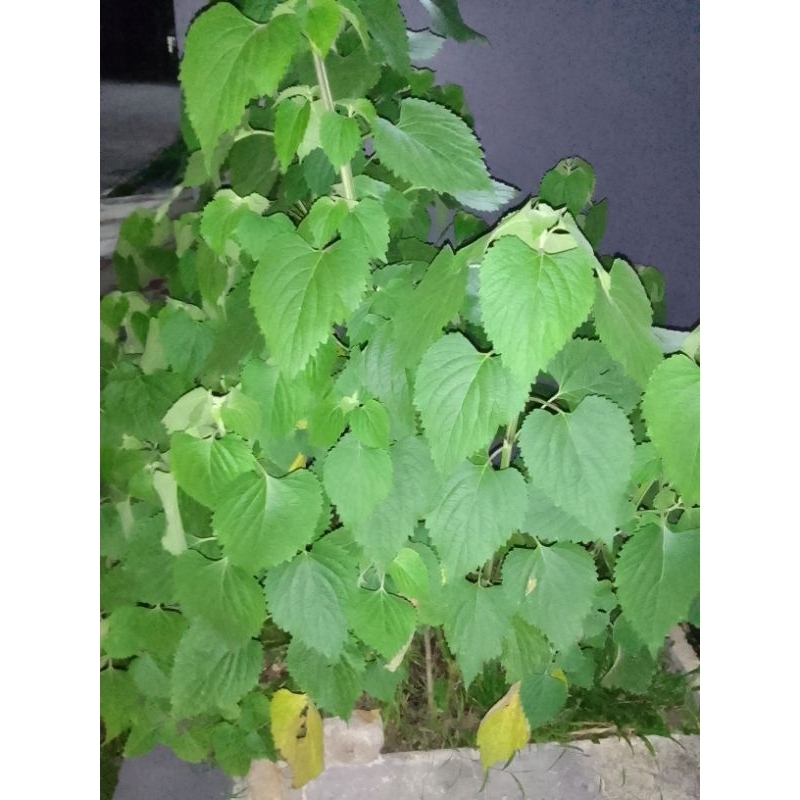 Jual Pohon Matcho /Mat Cho/Maco/Macau/tanaman Tionghoa tolak bala ...