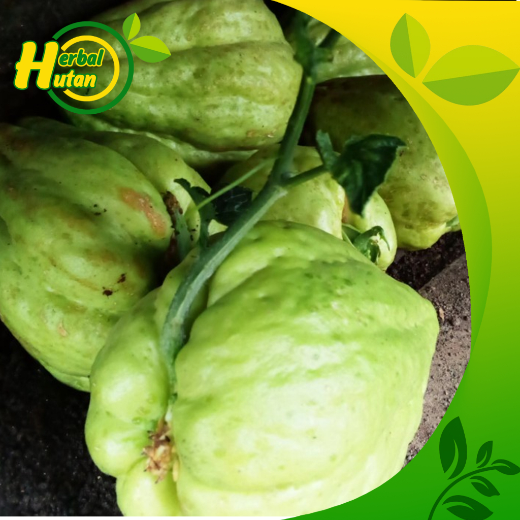 Jual Bibit tanaman labu siam siap tanam kulitas Super | Shopee Indonesia