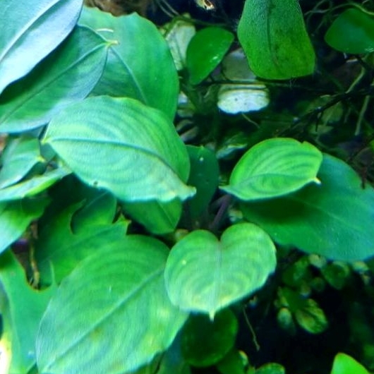 Jual Bucephalandra Emerald daun mirip anubias nana anubias barteri ...