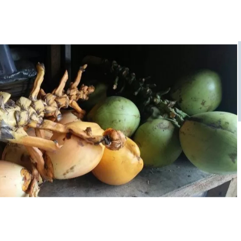 Jual bungkak / kuud / kelapa muda / nyuh / bungkak gading / bungkak ...