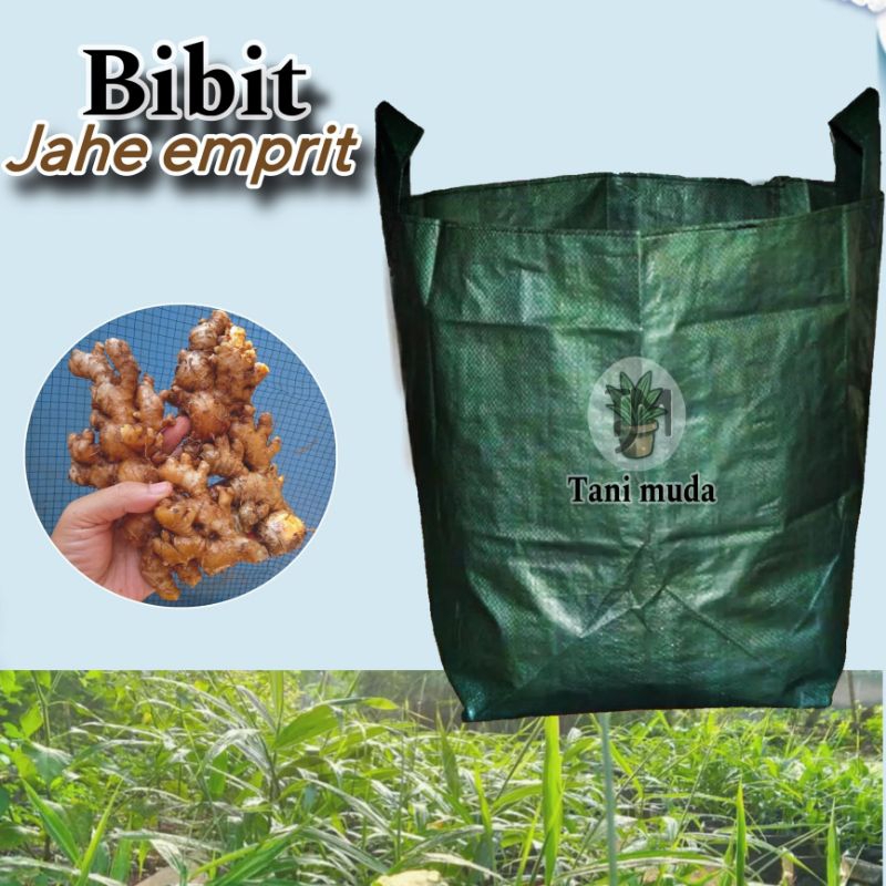 Jual bibit jahe emprit siap tanam herbal (5 bonus 1) | Shopee Indonesia
