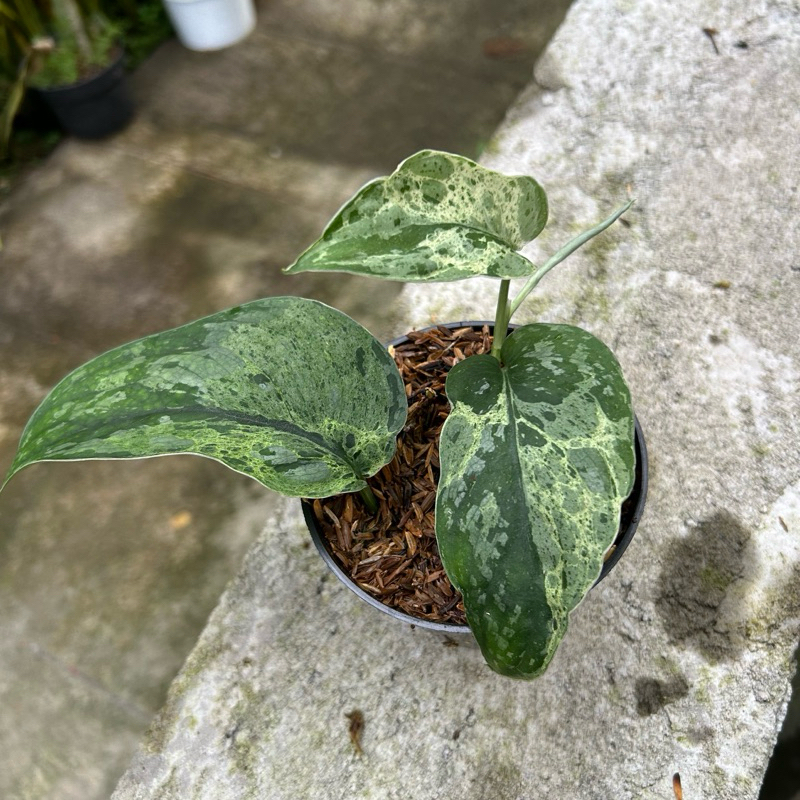 Jual Scindapsus Exotica Mint Variegata Mejile | Shopee Indonesia