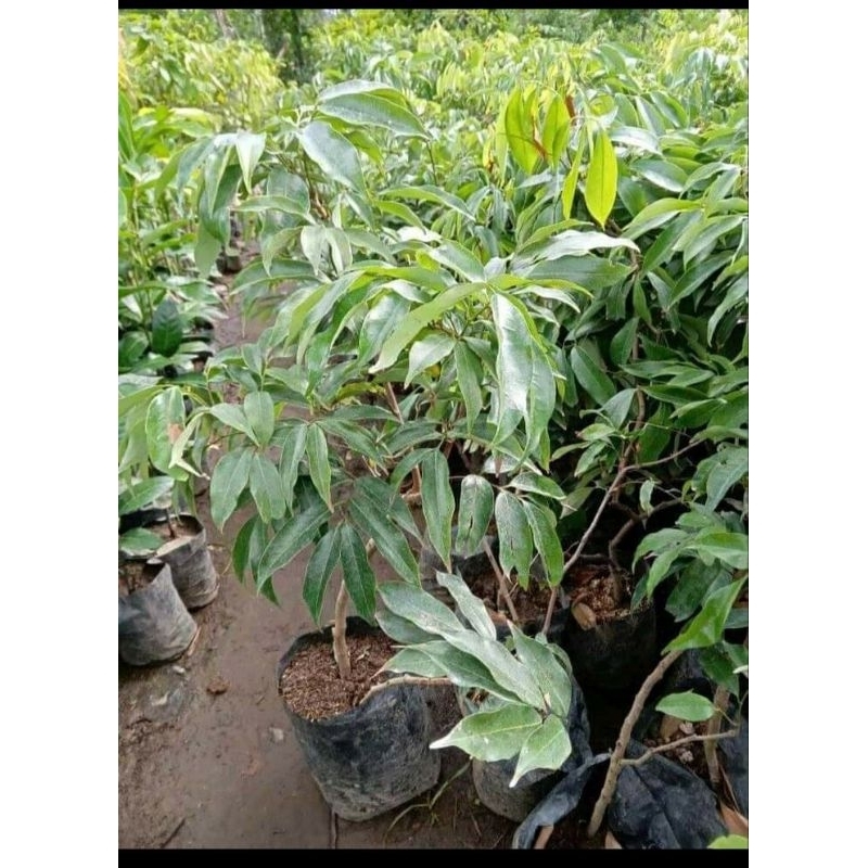 Jual Bibit Buah Lecy Merah (BISA COD) | Shopee Indonesia