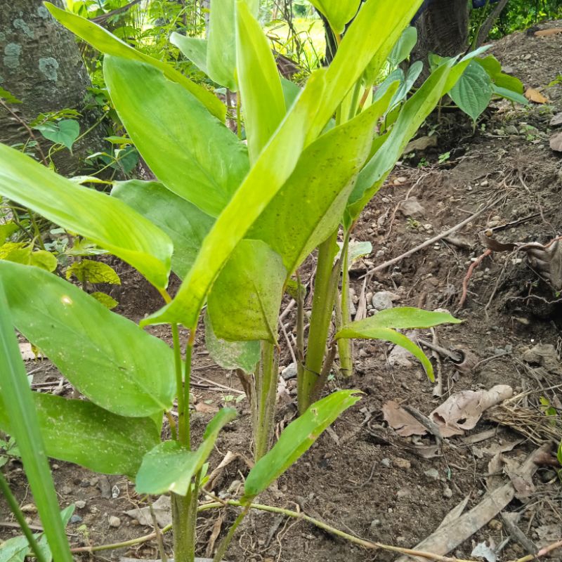 Jual Benih Tanaman Garut | Shopee Indonesia
