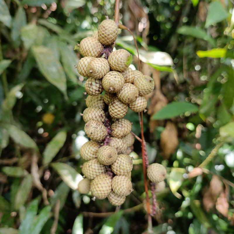 Jual Calamus 100 gram biji buah rotan segar di petik ketika pesanan ...