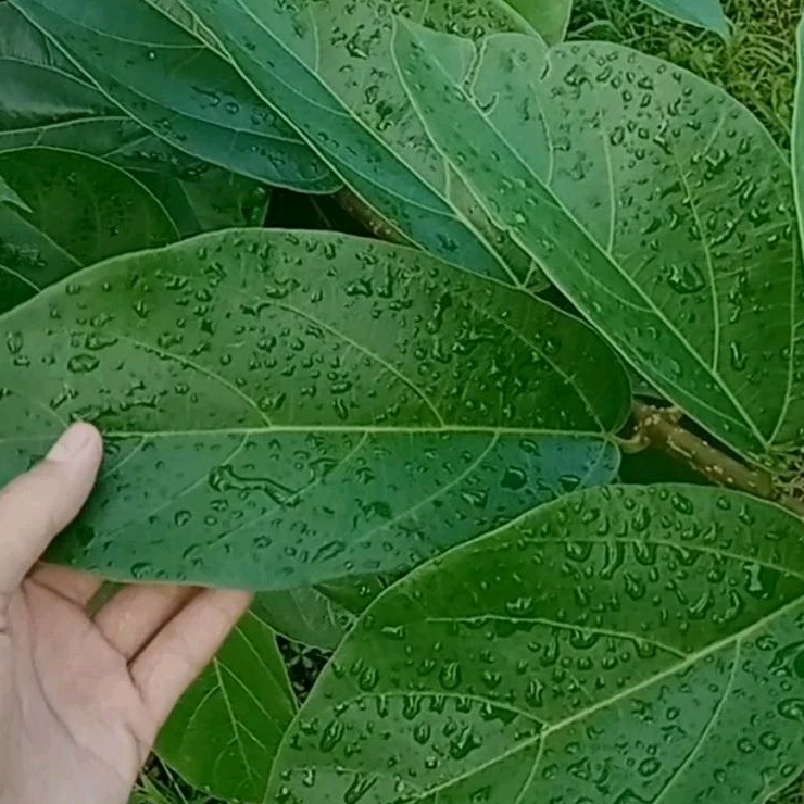 Jual Daun Cincau Hijau/Perdu 100gr | Shopee Indonesia