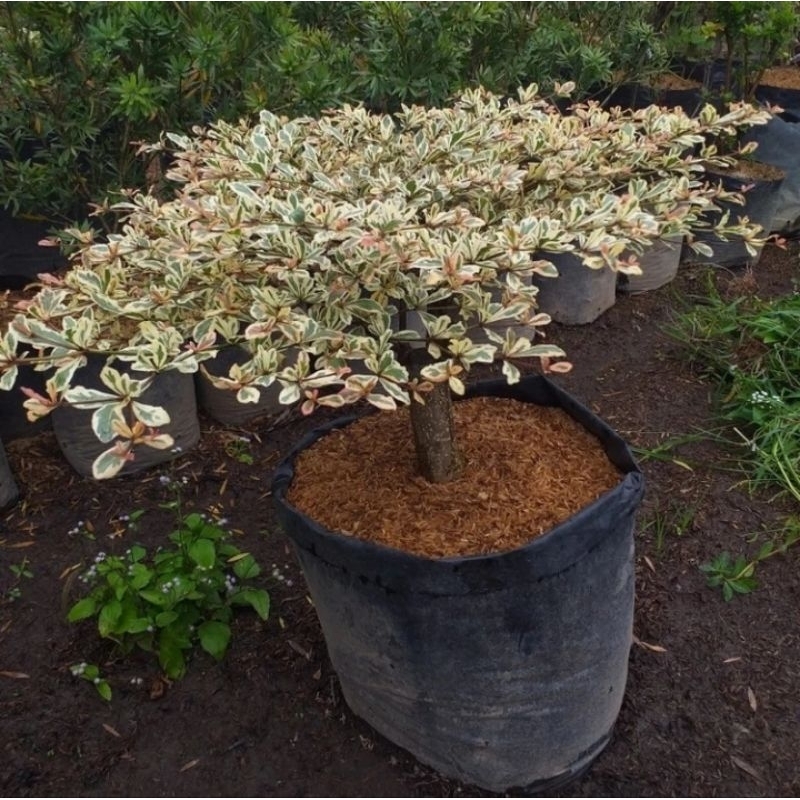 Jual Tanaman Hias Ketapang Kencana Variegata Rimbun - Pohon Ketapang ...