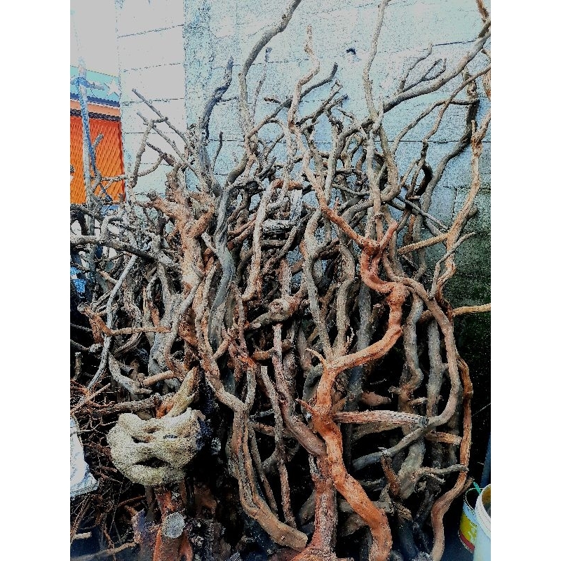 Jual Akar Kayu Santigi Laut ukuran S, M, L, XL untuk Taman/aviary ...