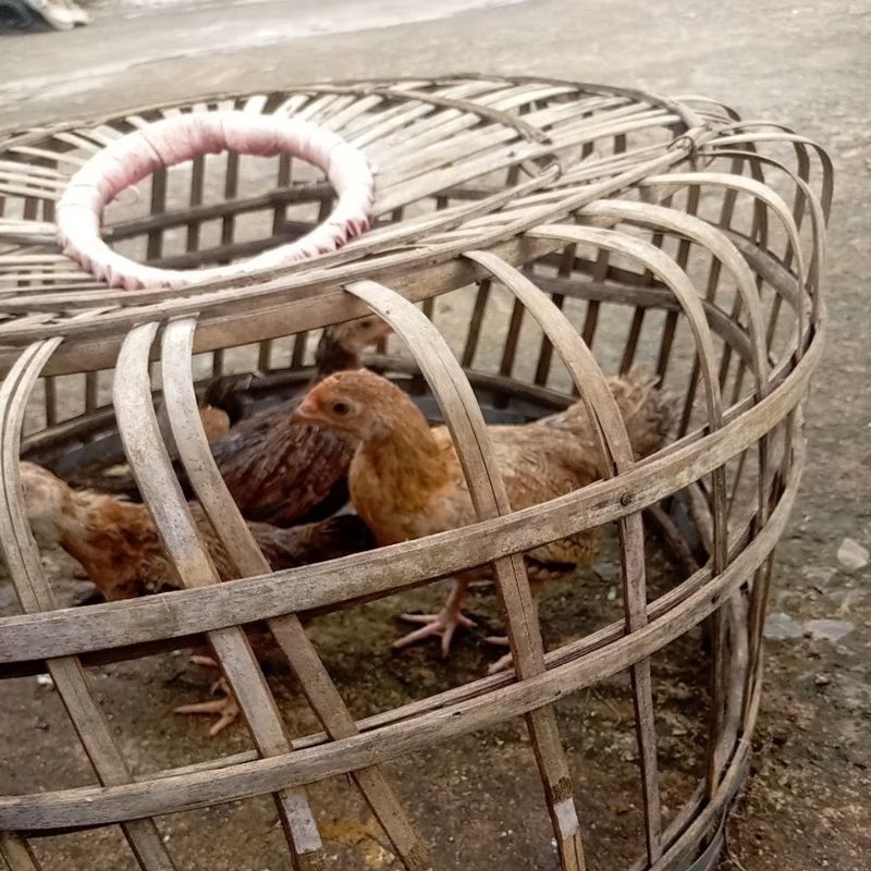 Jual anakan ayam Kate umur 1_2 bulan | Shopee Indonesia