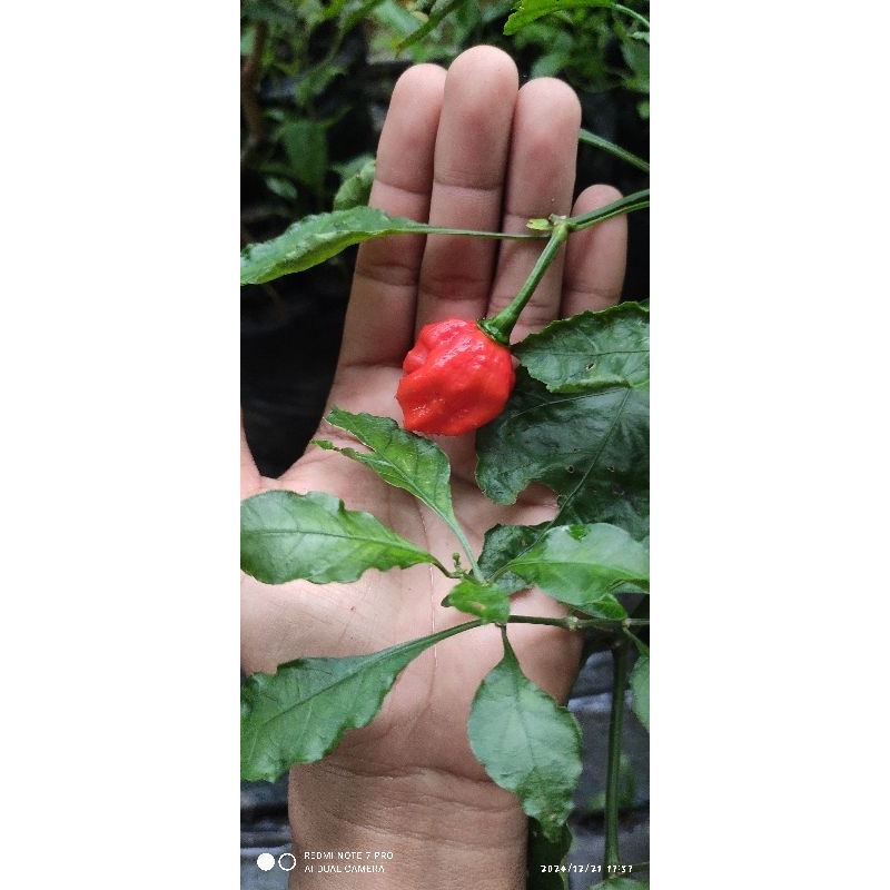 Jual Buah cabe Carolina Reaper | Shopee Indonesia
