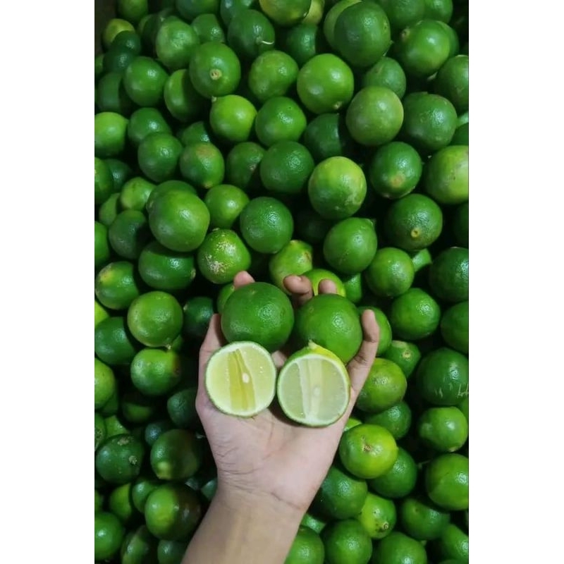 Jual JERUK NIPIS FRESH SEGAR 1 KG | Shopee Indonesia