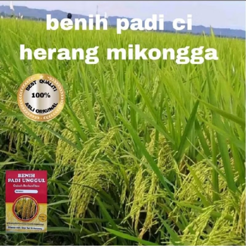 Jual BENIH PADI CI HERANG MIKONGGA SUPER JUMBO UNGGUL BERKUALITAS ORIGINAL 1KG | Shopee Indonesia