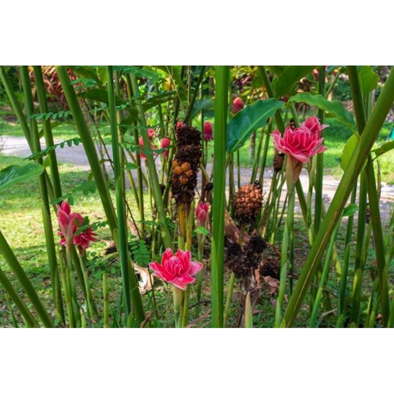 Jual Bibit pohon kecombrang / honje siap tanam / 1 pohon | Shopee Indonesia