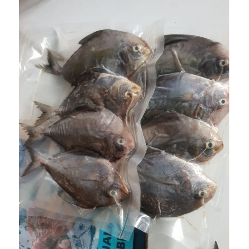Jual Ikan Dorang Segar 500g-1000g (FROZEN FRESH) | Shopee Indonesia