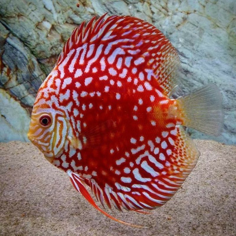 Jual Discus Pigeon Red Panda Ikan Hias Aquarium | Shopee Indonesia
