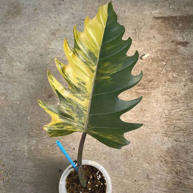 Jual Philodendron Caramel Marble Varigata 1-2 Daun / Tanaman Hias ...