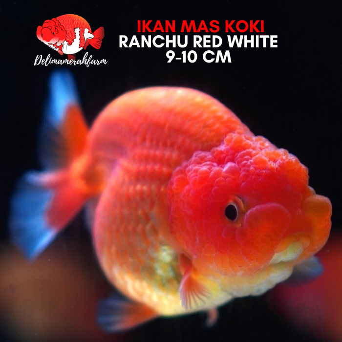 Jual IKAN MAS KOKI RED WHITE 9-10 CM SUPER LUCU | Shopee Indonesia