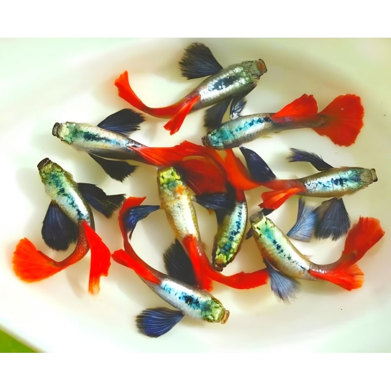 Jual Ikan Hias GUPPY PRTDE (Platinum Red Tail Dumbo Ear) | Shopee Indonesia