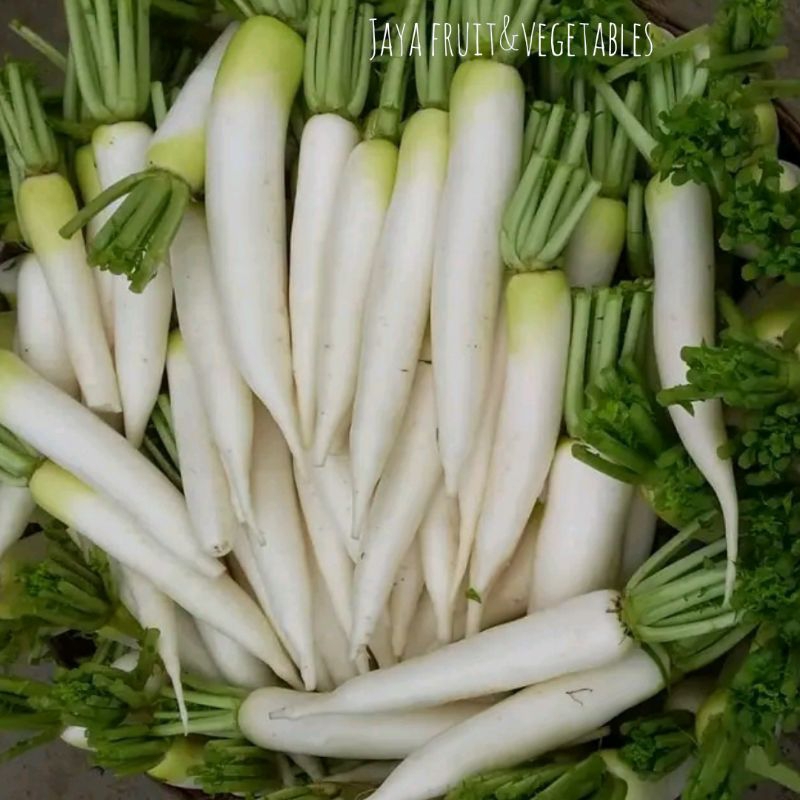 Jual LOBAK PUTIH FRESH 1KG | Shopee Indonesia