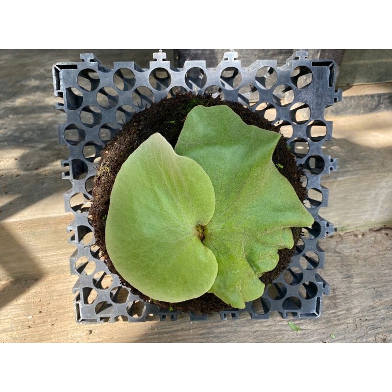 Jual Platycerium Antis | Shopee Indonesia