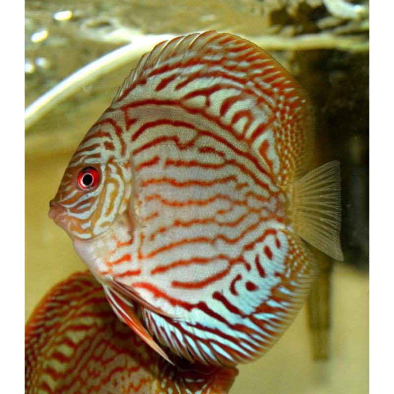 Jual Discus Altum Flora //Hias aquarium | Shopee Indonesia