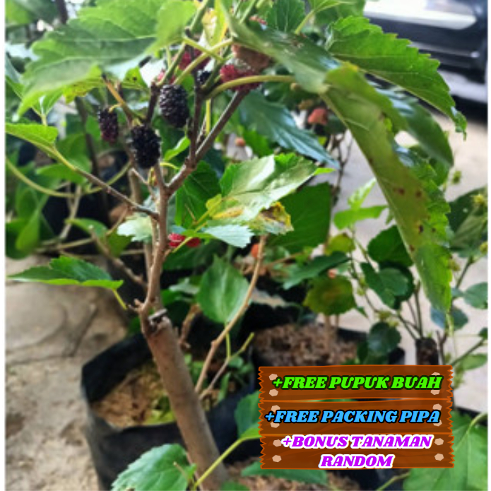 Jual Bibit Pohon Murbei Cepat Berbuah | Super Unggul | Shopee Indonesia