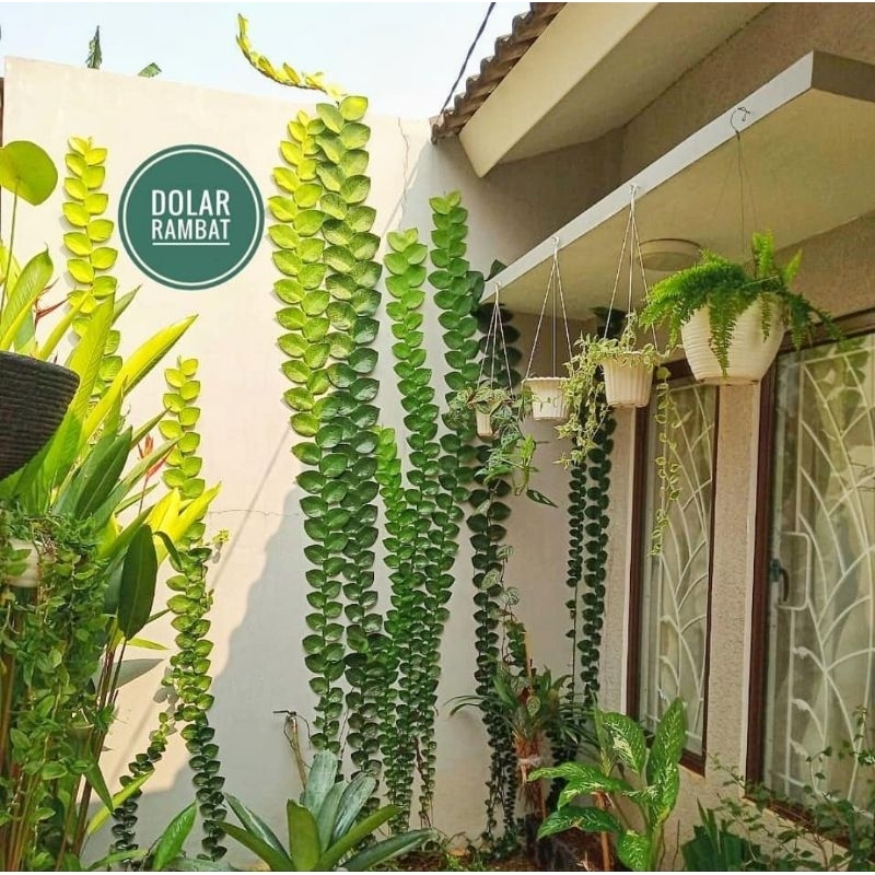 Jual BISA COD tanaman rambat dolar besar pohon merambat di dinding ...