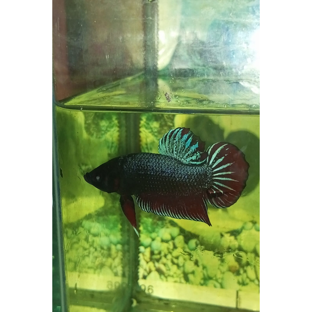 Jual Ikan cupang bagan size L / realpict | Shopee Indonesia