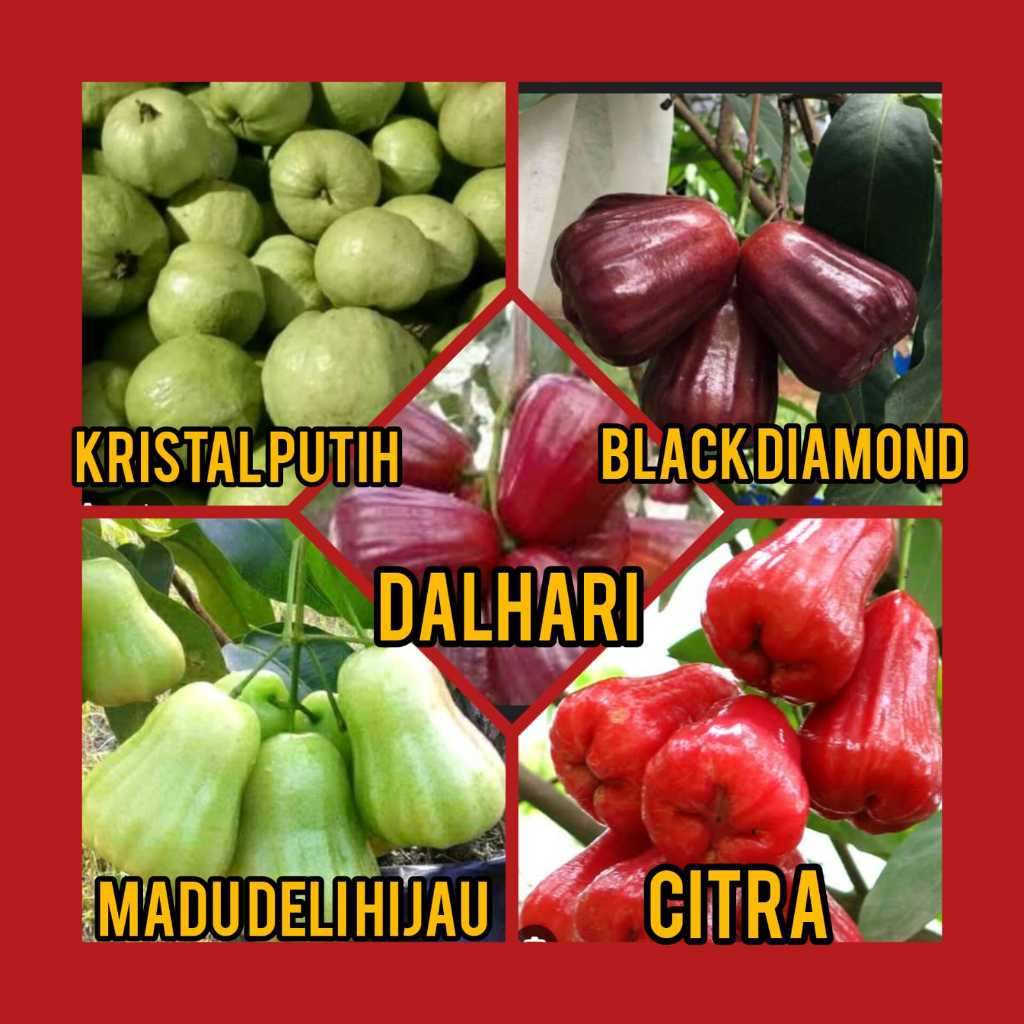 Jual Paket 5 Bibit Jambu ( Kristal Putih, Black Diamond , Dalhari, Madu ...