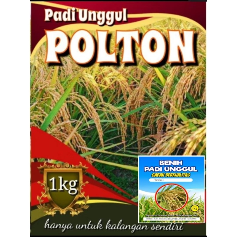 Jual BENIH PADI PULTON 1KG TERBARU SUPER UNGGUL UNTUNG BANYAK | Shopee ...