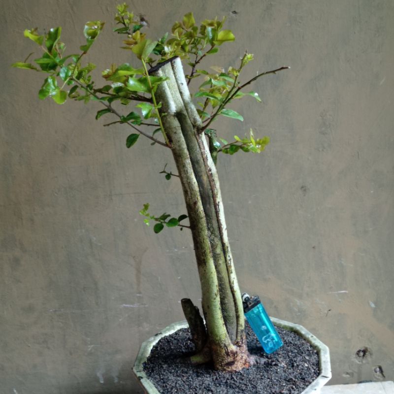 Jual bahan bonsai rukem pucuk merah realpic | Shopee Indonesia