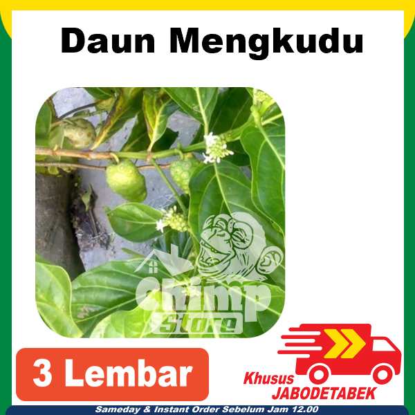 Jual Daun Mengkudu Segar Daun Pace Segar 3 Lembar | Shopee Indonesia
